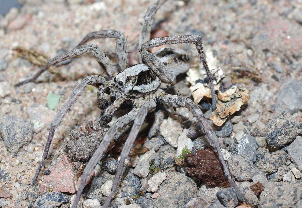 Surrey Wildlife Trust Rediscovers Great Fox-Spiders | Surrey Wildlife Trust